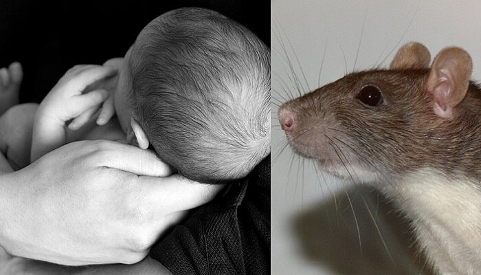 Rat bite kills a baby | ఆస్పత్రిలో 9 రోజుల పసికందును కొరికి చంపిన ఎలుకలు