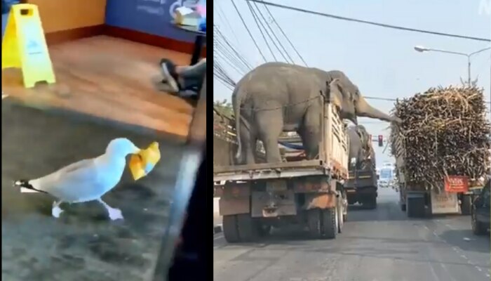 Funny Animal: చోర కళలో ఆరితేరిన పక్షి, గజరాజు.. వీడియోలు వైరల్| సోషల్ ...