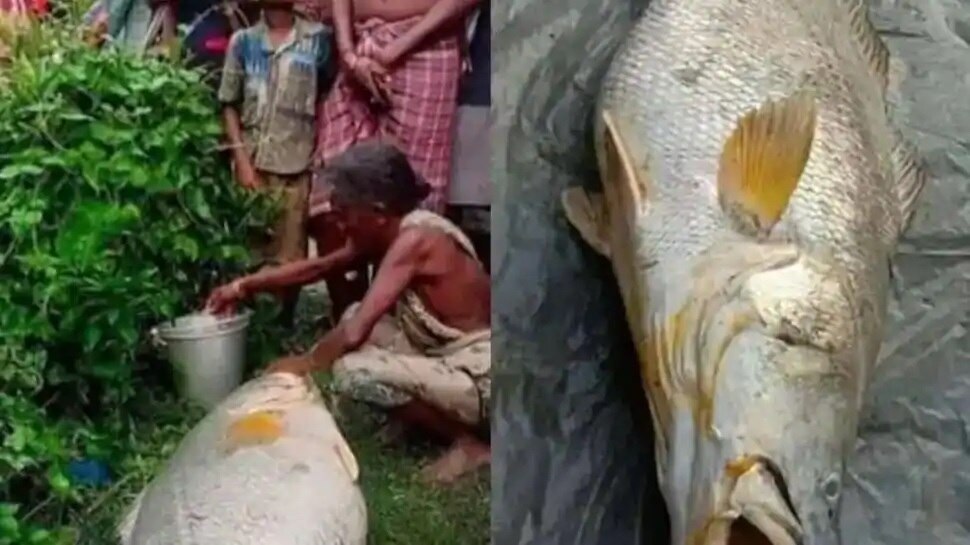 Bhola Fish: చేప చిక్కి.. బామ్మకి అదృష్టం తలుపుతట్టింది | జాతీయం News in ...
