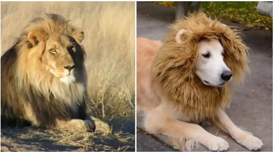 Funny Memes on Tooter As Netizens Comparing It with Twitter Check With ...