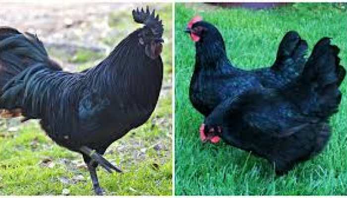 Kadaknath unique black chicken has full demand and crazy / Black ...