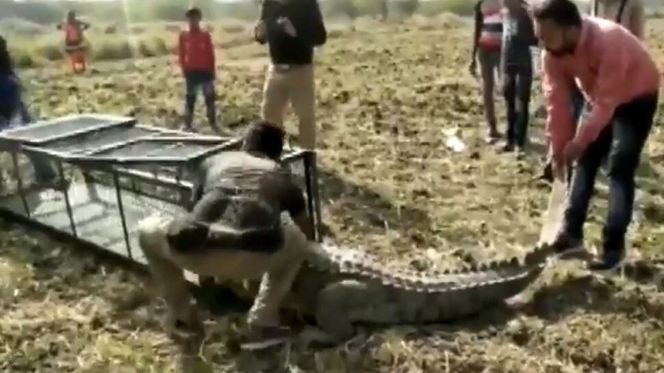 Viral Video: A Crocodile Rescued by Vadodara Wildlife Rescuers: మొసలిని ...