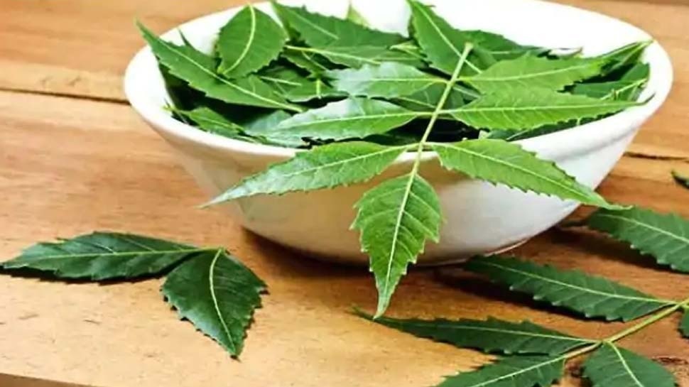 Benefits Of Neem Leaves: Health Benefits Of Eating Neem Leaves: రుచిలో ... Benefits Of Neem Leaves: Health Benefits Of Eating Neem Leaves: రుచిలో ...