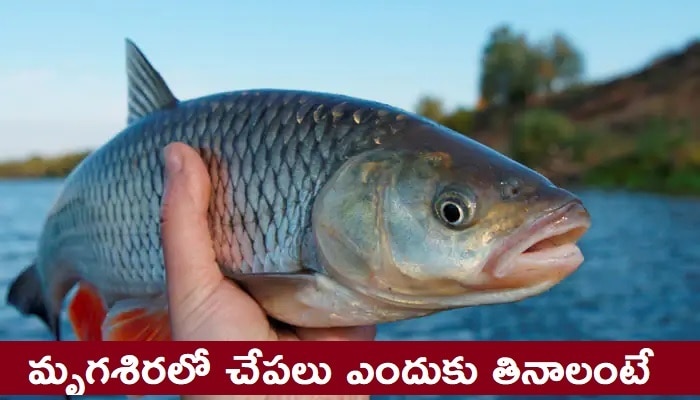 Why Do we eat Fish on Mrigasira Karthi: మృగశిర కార్తె అంటే ఏమిటి, ఈ ...
