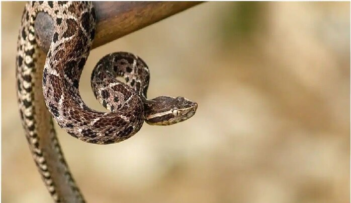 A Peptide in brazilian viper venom will check the coronavirus spread ...