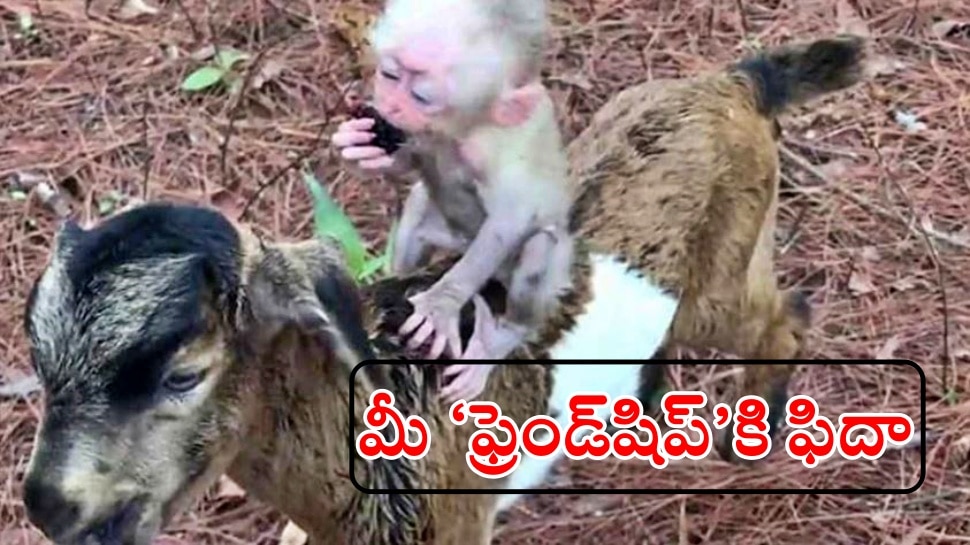 adorable viral video of baby monkey riding a goat | మేక పై సవారీ చేసిన ...