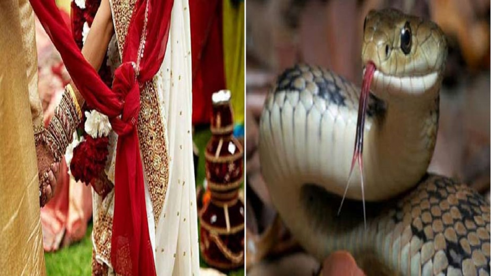 Weird Ritual Parents Of This Community Give 21 Poisonous Snakes To ...