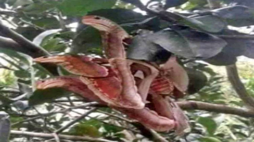 Three head snake photo goes viral on social media | మూడు తలల పాముని ...