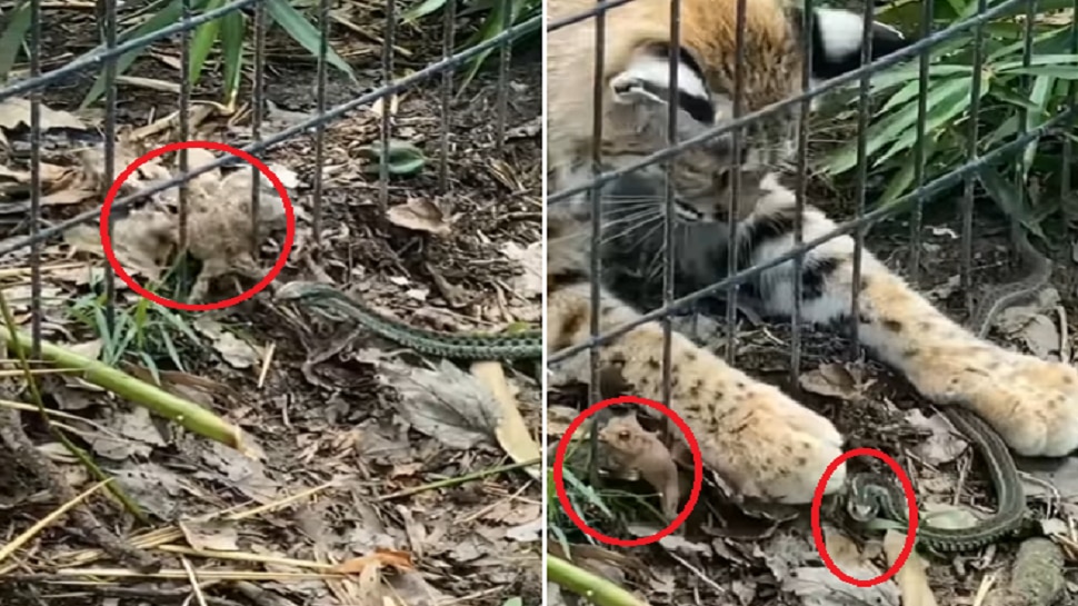 cheetah protect frog from snake video goes viral on social media ...
