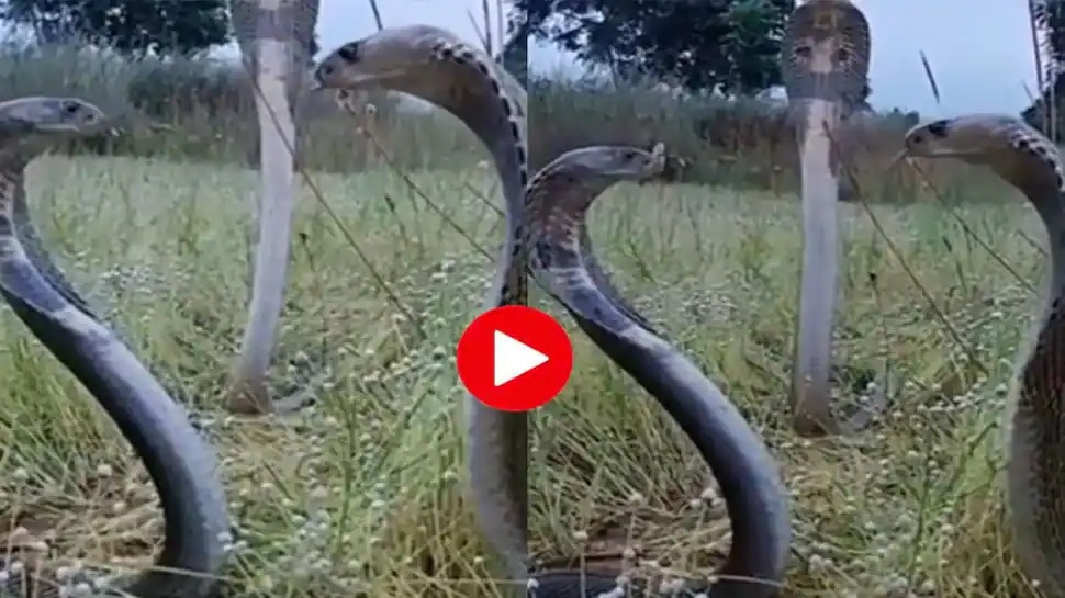 Three king cobras ready to fight scary snake video goes viral trending ...