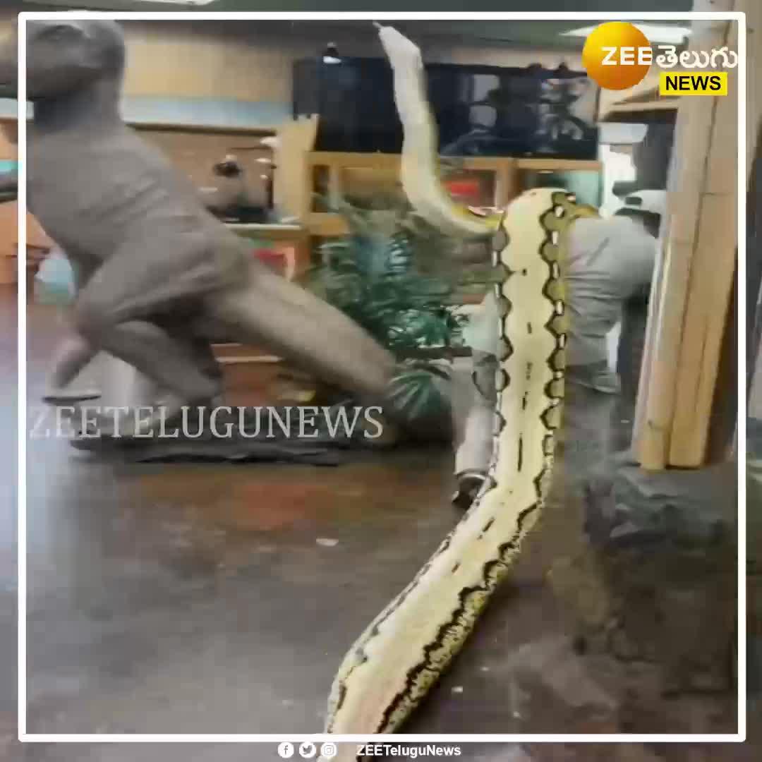 Viral video: ఒళ్లు గగుర్పొడిచే వీడియో.. బుసలు కొడుతున్న భారీ అనకొండను ...