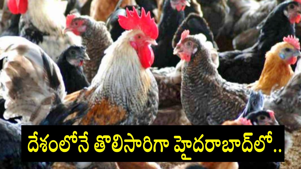 Hyderabad: Natu kodi meat available in online | ఆన్‌లైన్‌లో అమ్మకానికి ...