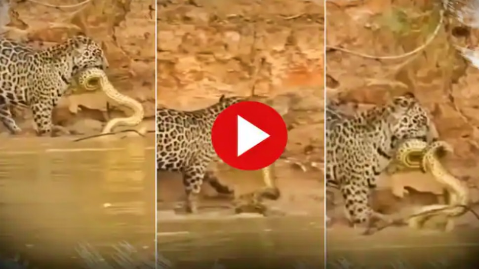 Viral Video: Leopard Attacks On Python, Watch What happened next ...