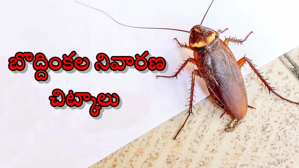 Cockroach Remedies: If you follow these tips, cockroaches will not even ...