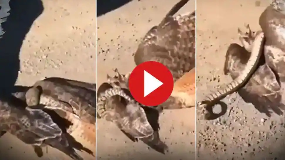 Eagle vs Snake Fight: The little snake that attacked the eagle ...