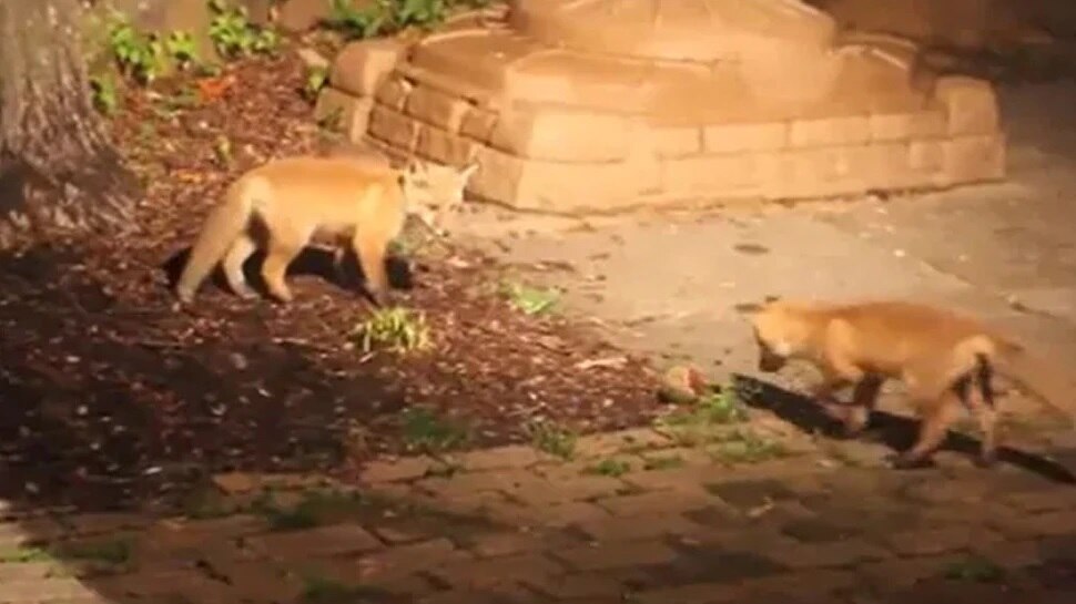Fox cubs playing with ball, video going viral, two fox cubs enjoying ...