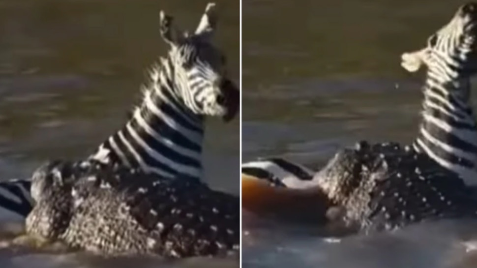 Today Google trends: Crocodile Attacks On Zebra, Video Goes viral on ...