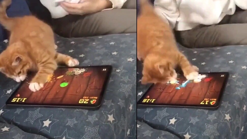 The Cat That Played Game In The Tab video Goes To Viral | Viral Video ...