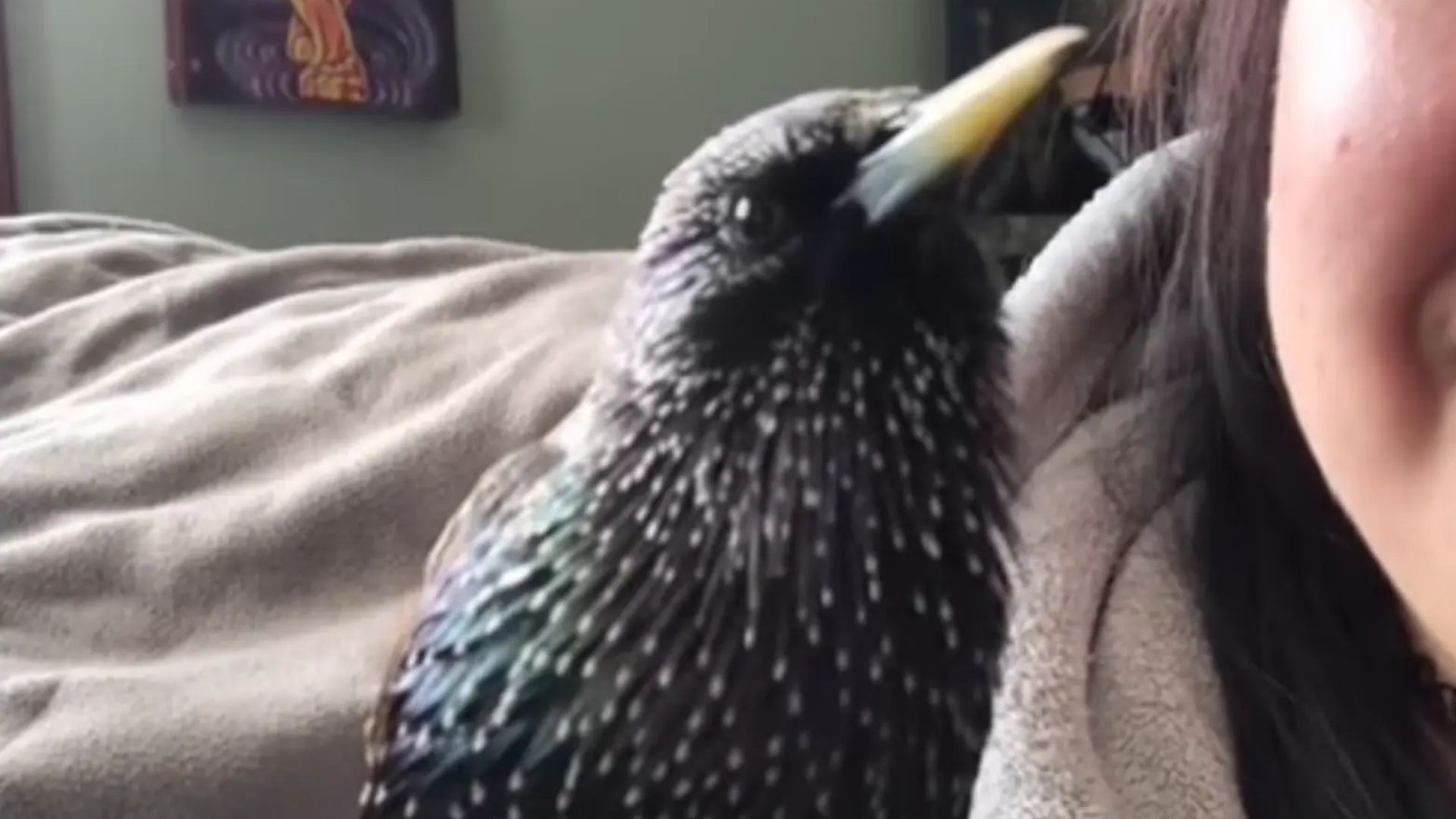 Little Humming Bird Singing Harry Potter theme music, video Goes To ...