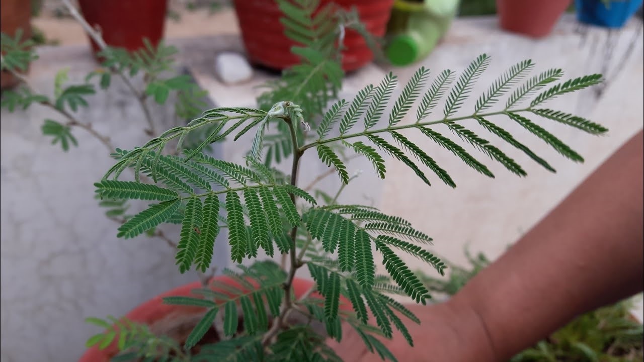 Benefits With Shami Plant And Remedies Shami Plant In Vastu Astrology ...