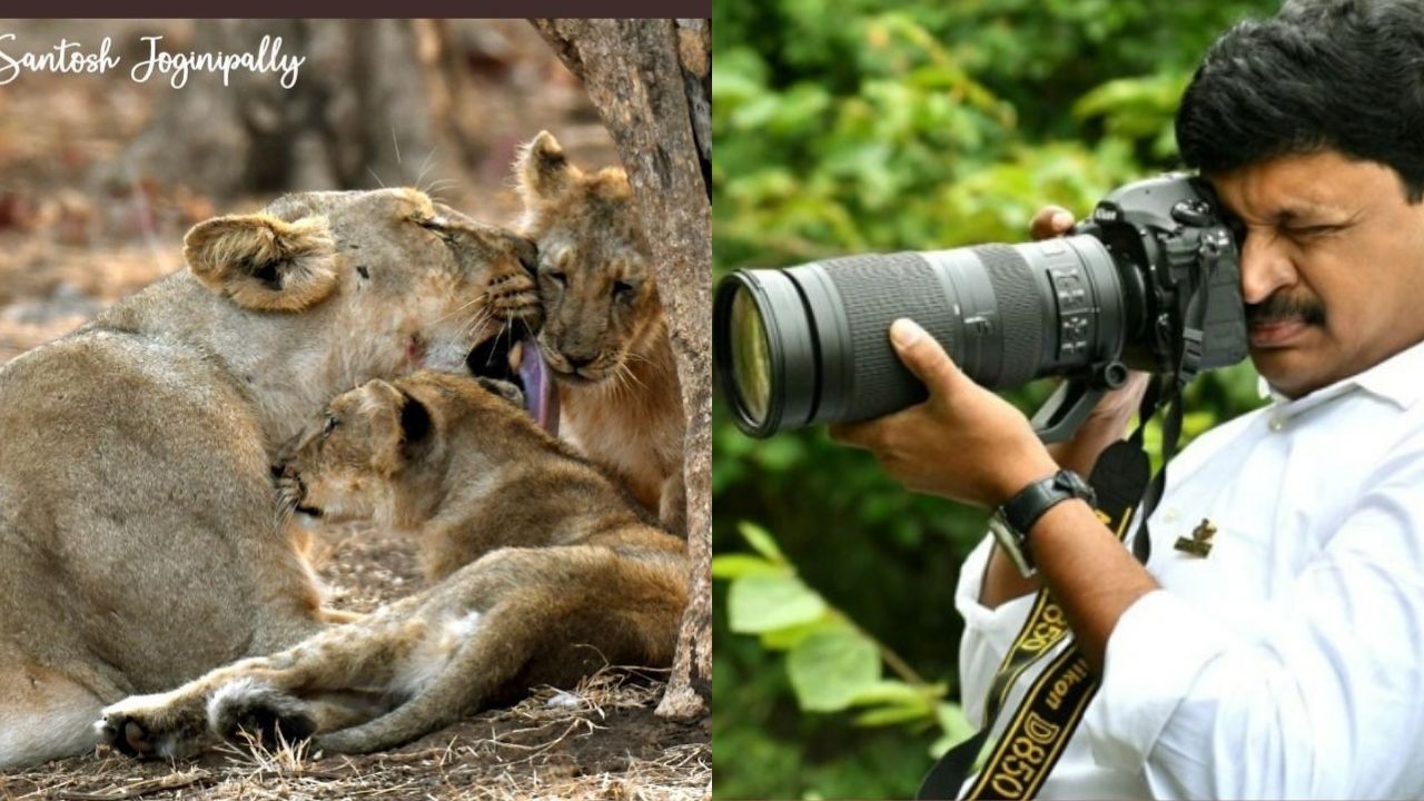 MP Santhosh Kumar posts lions video on twitter | మదర్స్ డే సందర్భంగా ...
