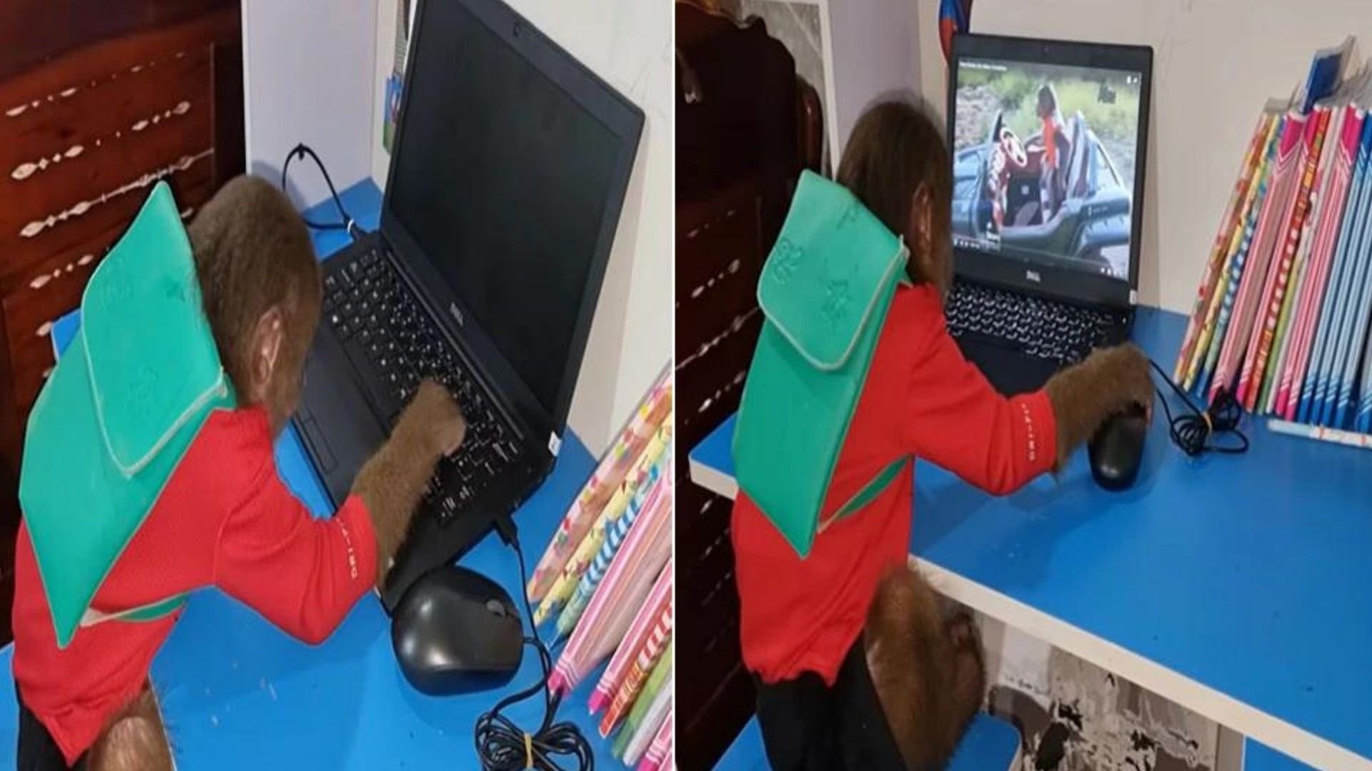 Monkey Funny Viral Video: Monkey Turned Software Engineer And Doing ...