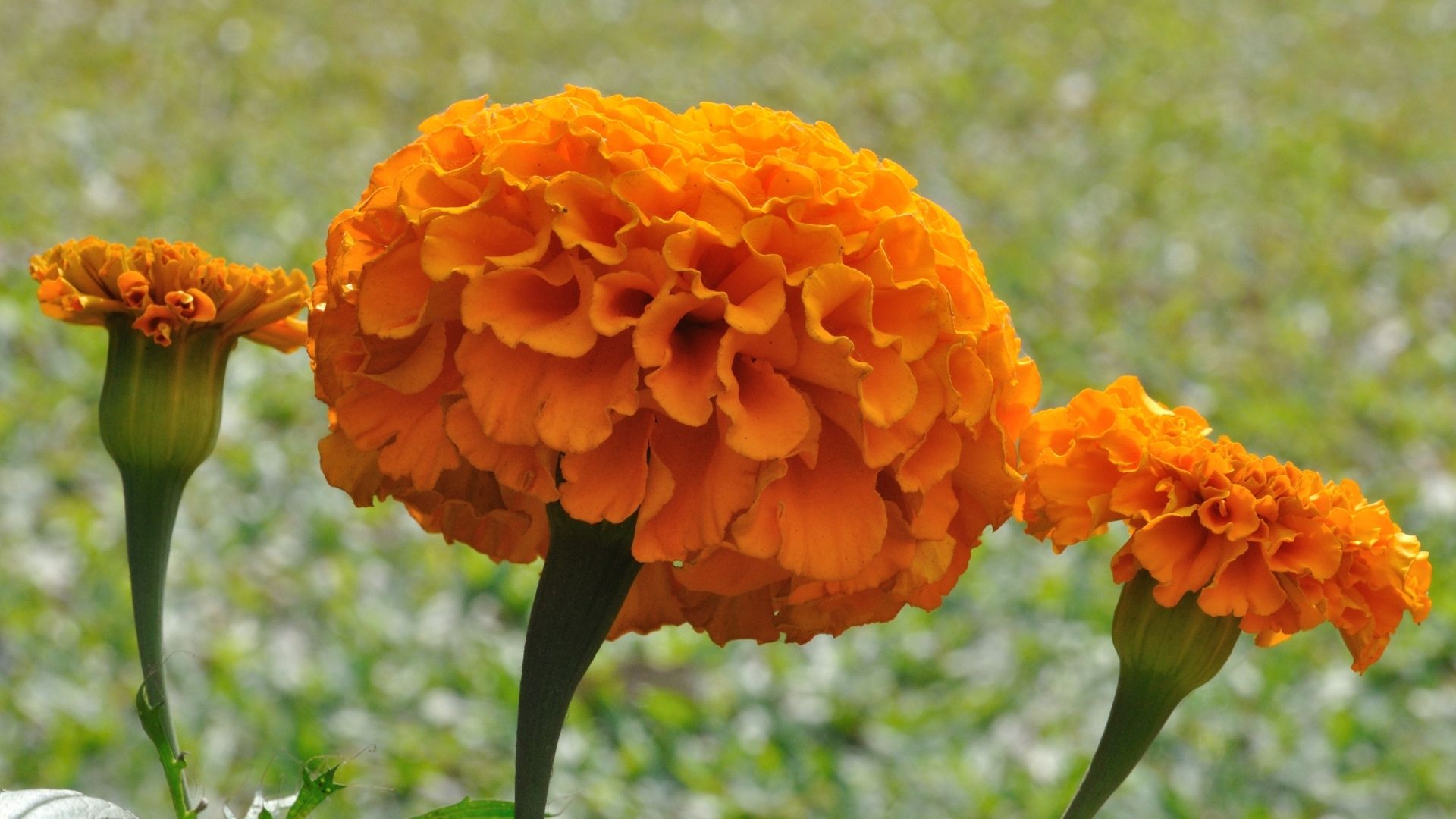 Marigold benefits: If You Know The Benefits Of Marigolds Will Gives ...