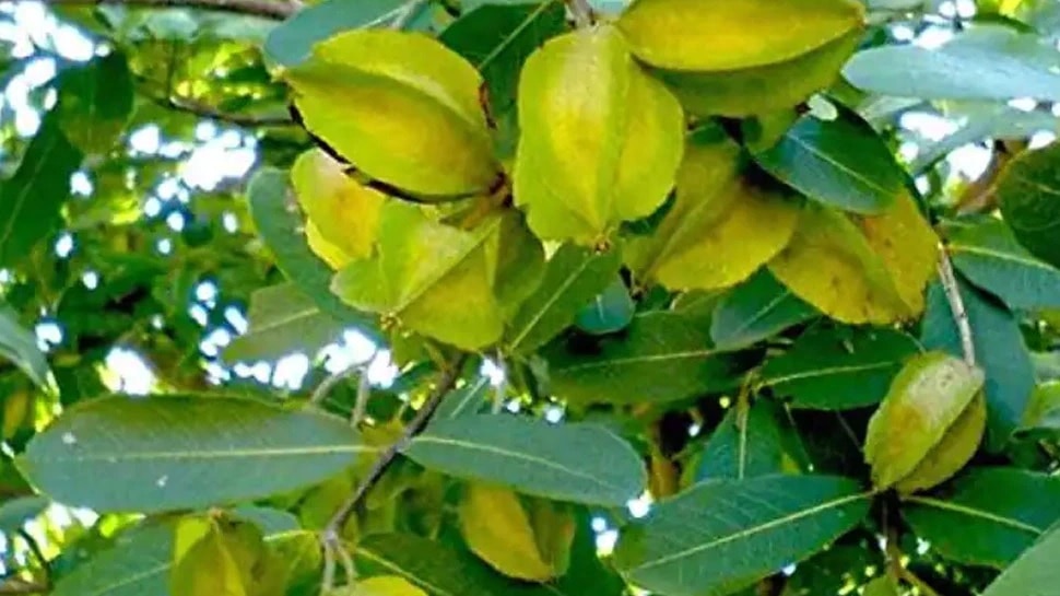 Arjun fruit health benefits, makes your heart strong,add this to your ...