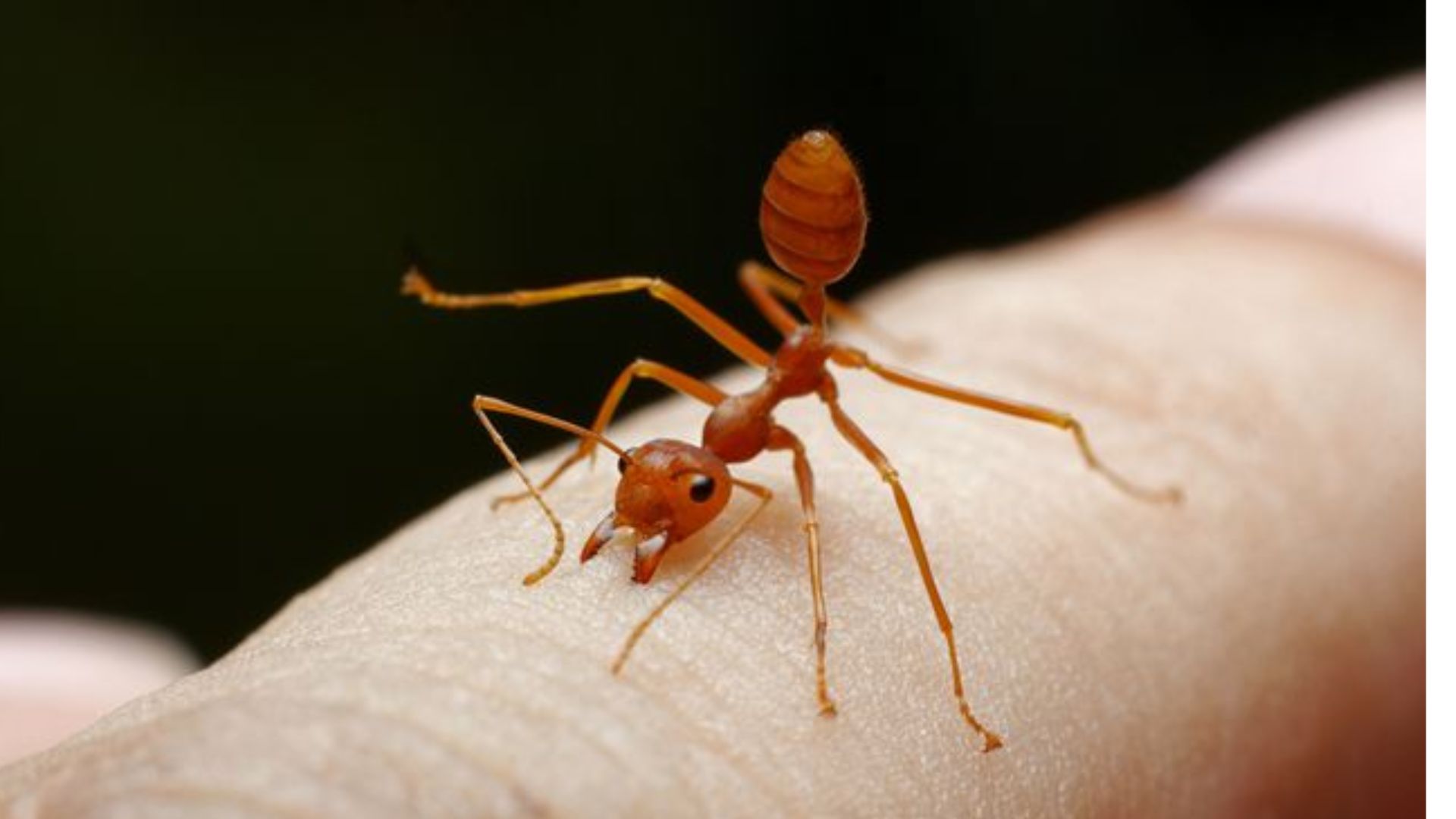 Red Ants Home Remedies: If Red Ants Come Into The House Frequently ...