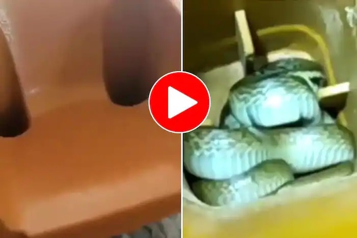 Snake Viral video, king cobra hidden in chair, google trending video of ...