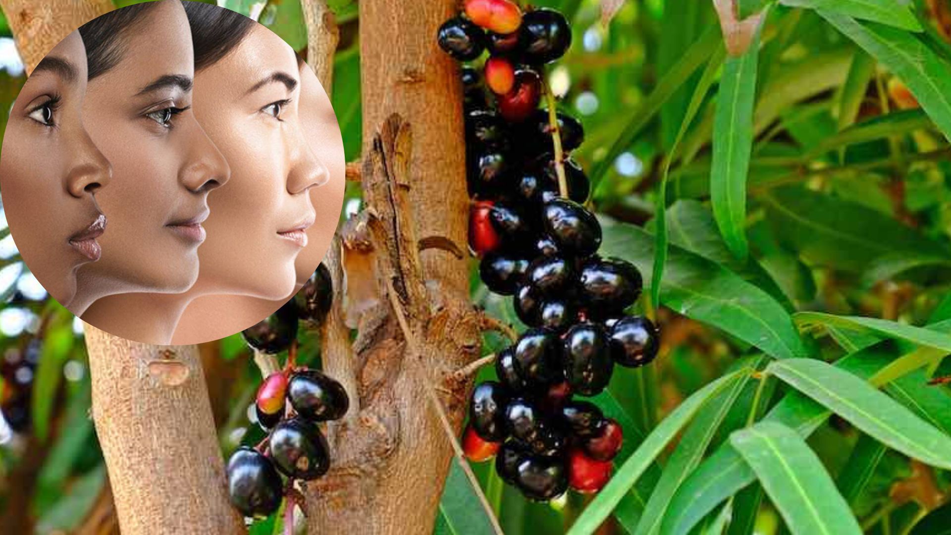 Java Plum Benefits: Java Plum Help In Weight Loss Skin Tone Improvement ...