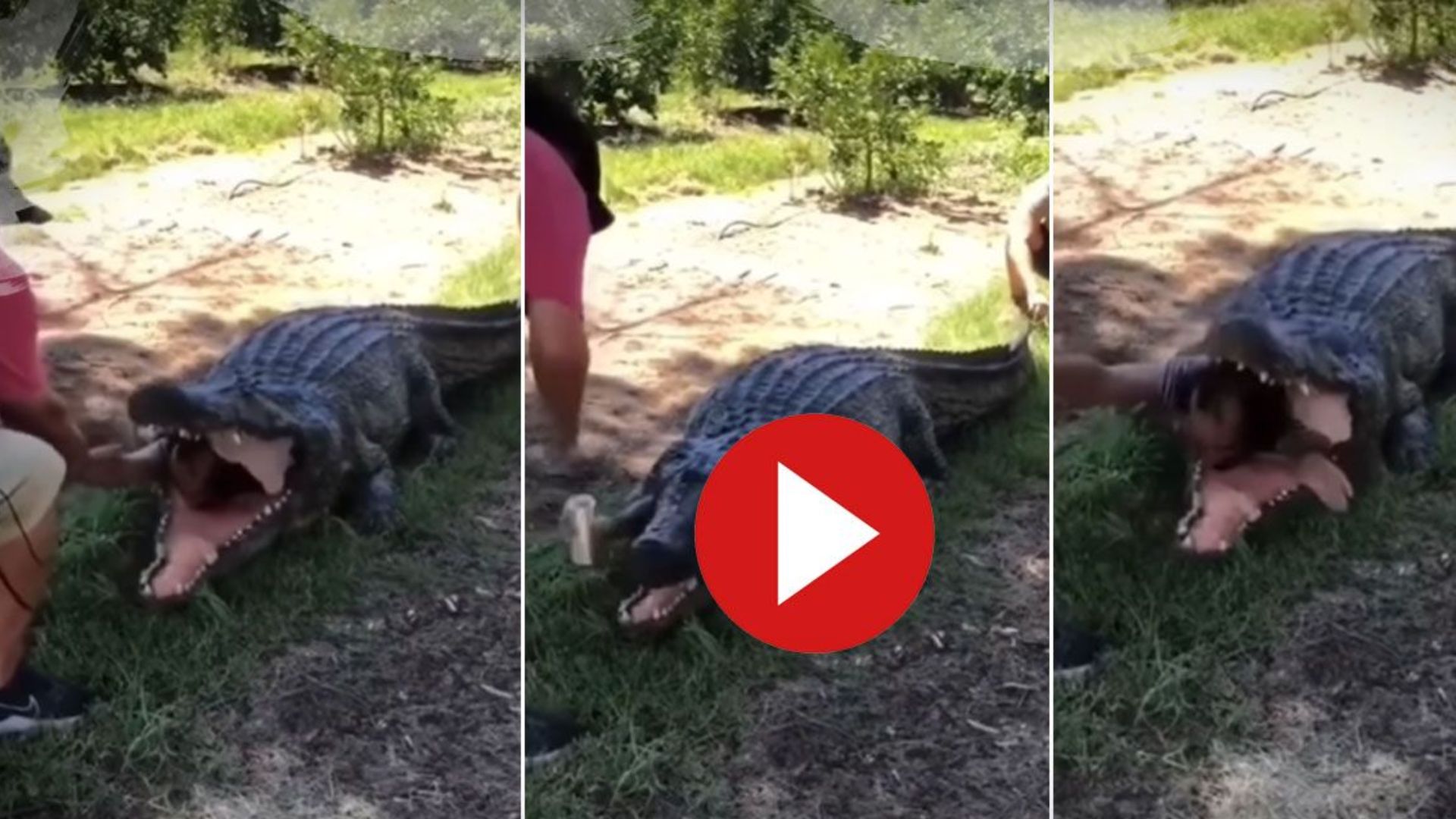 Crocodile Man Video: Big Crocodile attacks man and swallowed totally ...