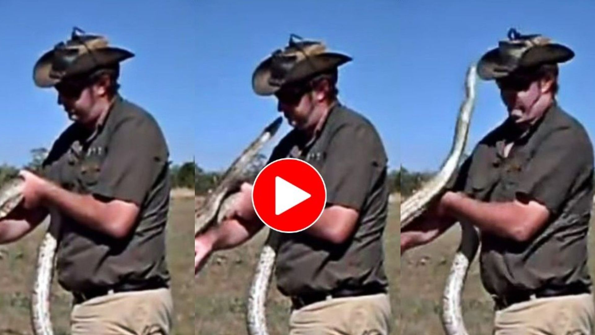 King Cobra Video: King Cobra try to bite man, He escaped brilliantly ...