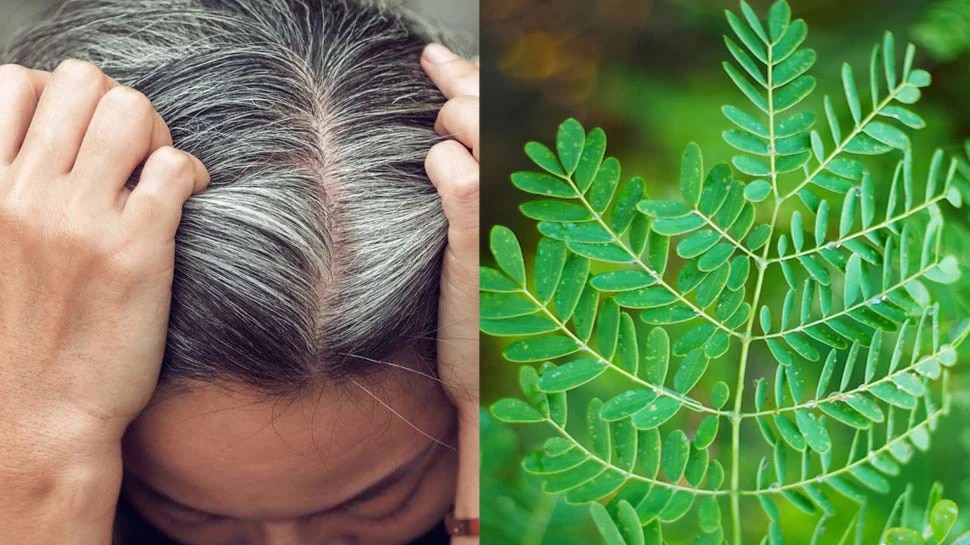 Tamarind leaves benefits and tips to blacken white hair, try tamarind ...