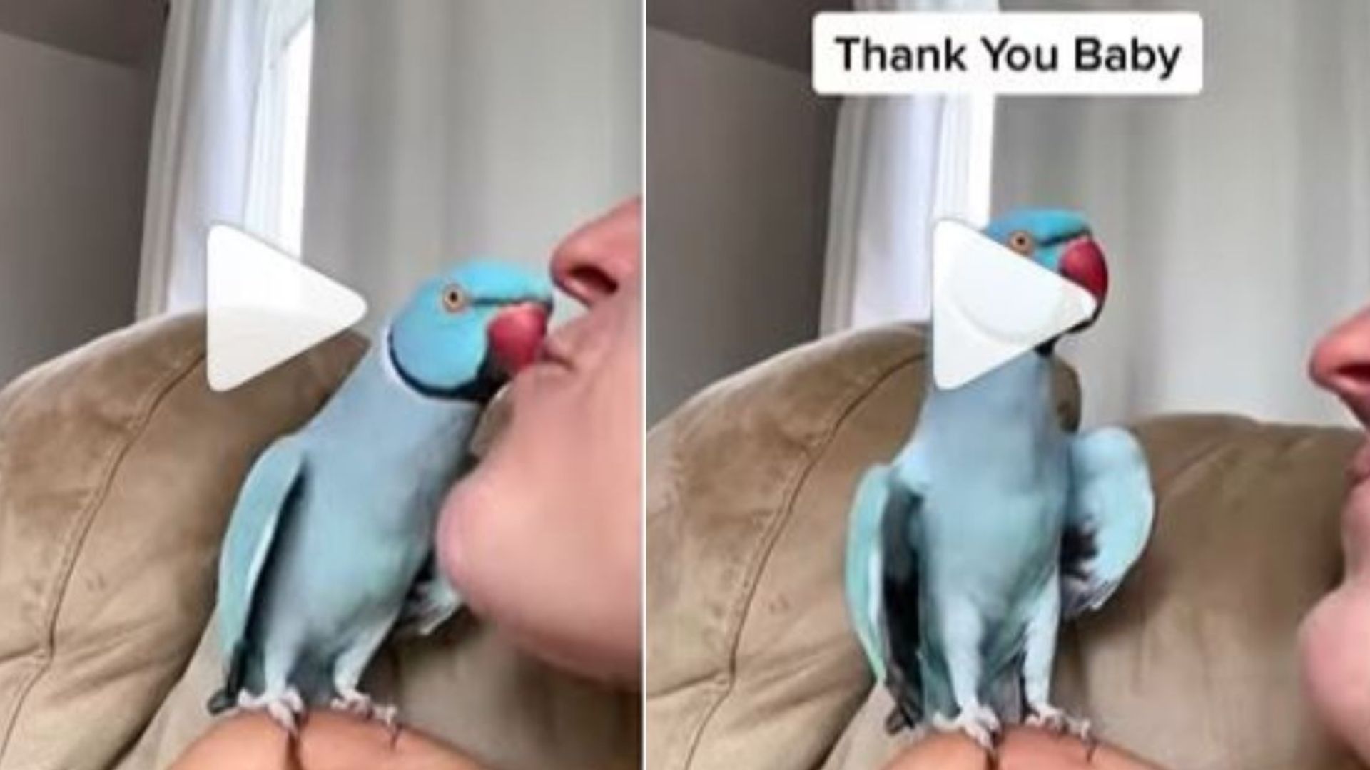 Parrot Funny Video: Blue Parrot Talks and Gives Lip Kisses To Woman ...