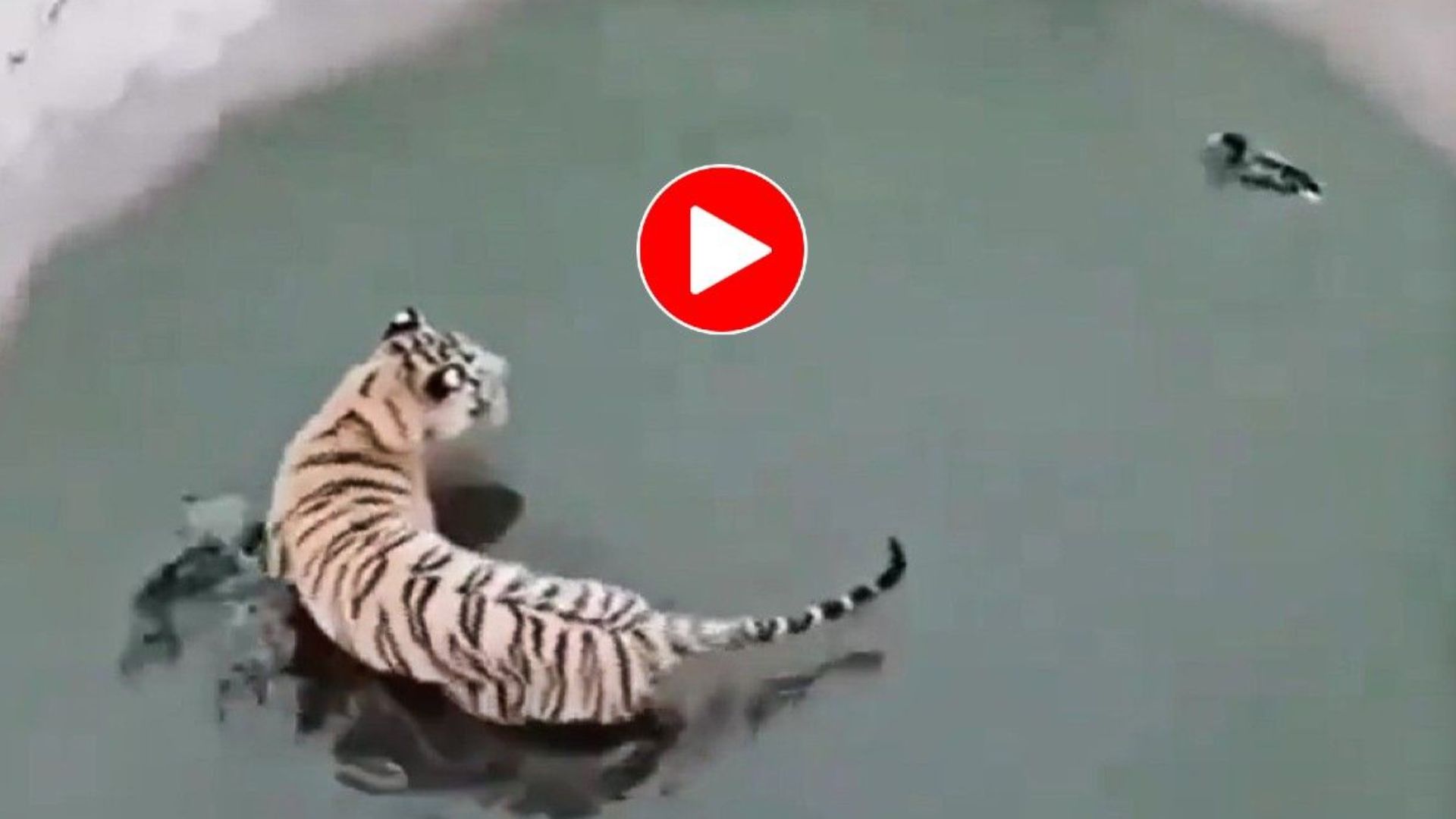 Tiger Bird Funny Video: Bird teased Tiger in water, Today Google ...