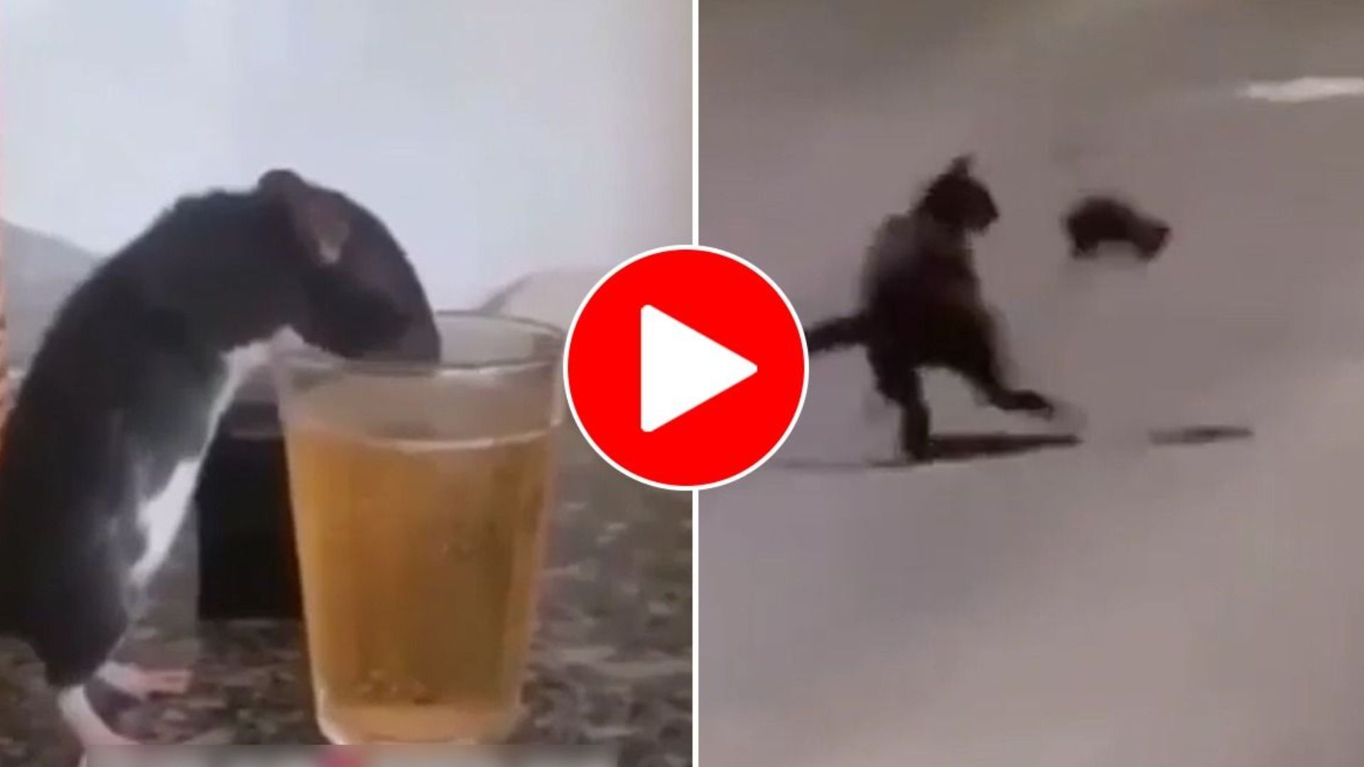 Rat Cat Funny Video: Rat drinks beer and attacks Cat, Today Google ...