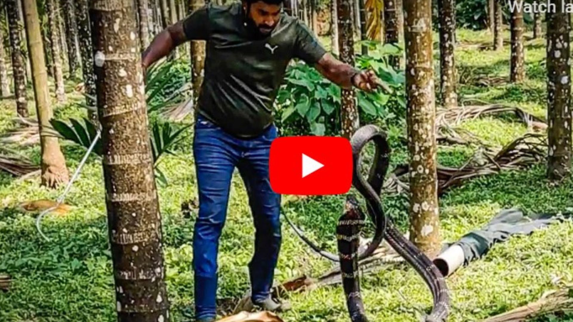 King Cobra Viral Video: Snake catcher Kiran caught Wild King Cobra ...