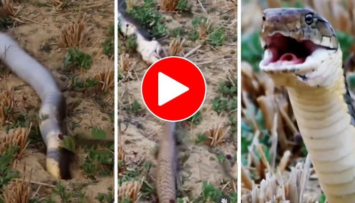 today google trending video of king cobra swallowed by another giant ...