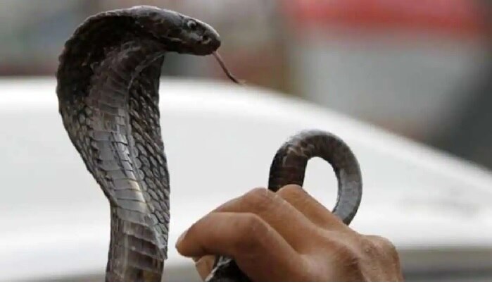 Shocking video of a king cobra, snake catcher saved himself from king ...