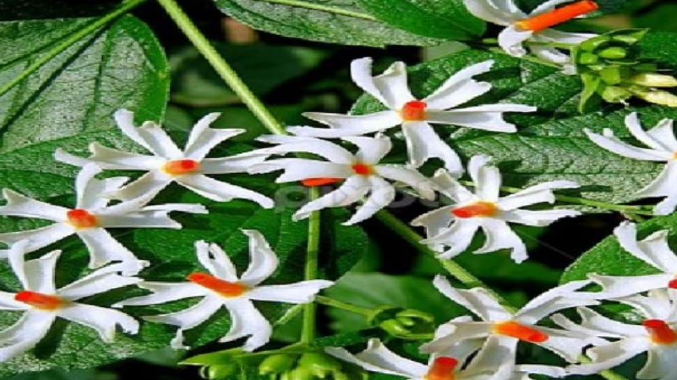 Parijat Flower In Telugu | Best Flower Site