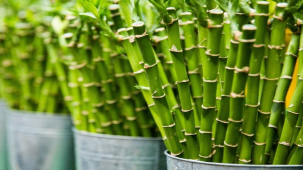 Vastu Tips for Money: Keep Bamboo Plant in this direction of the home ...