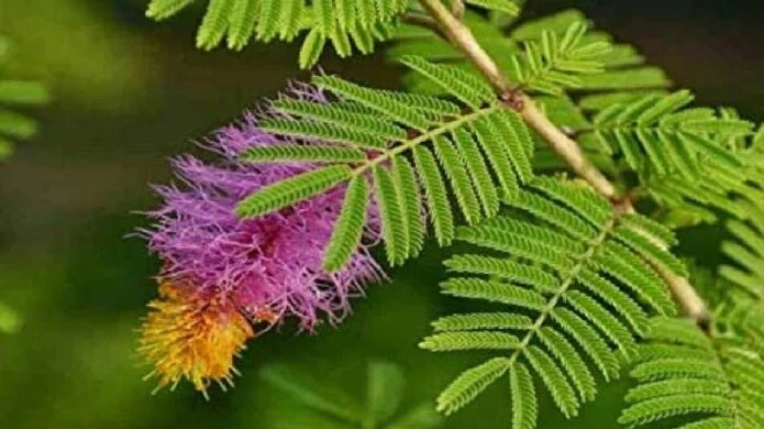 Shami plant benefits and tips to plant at home, get rid of all problems ...
