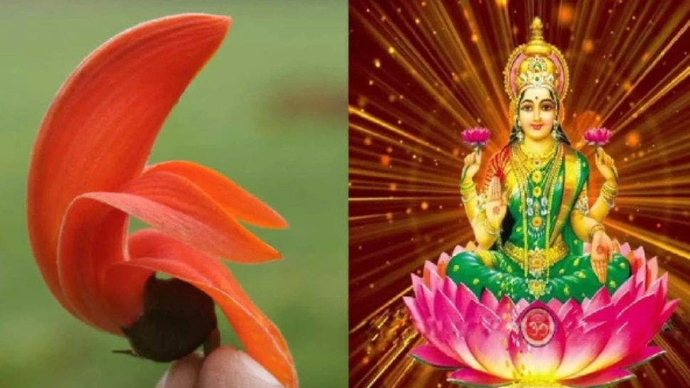 Vastu Tips For Money: Keep Modugu Flower in treasury, there will be no ...