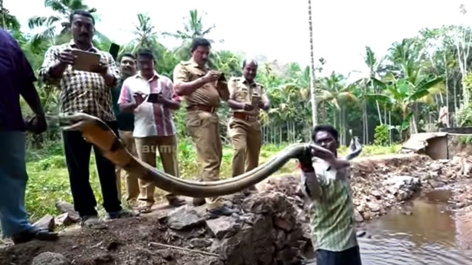 King Cobra Man Viral Video: Snake Catcher Vava Suresh Caught 12 feet ...