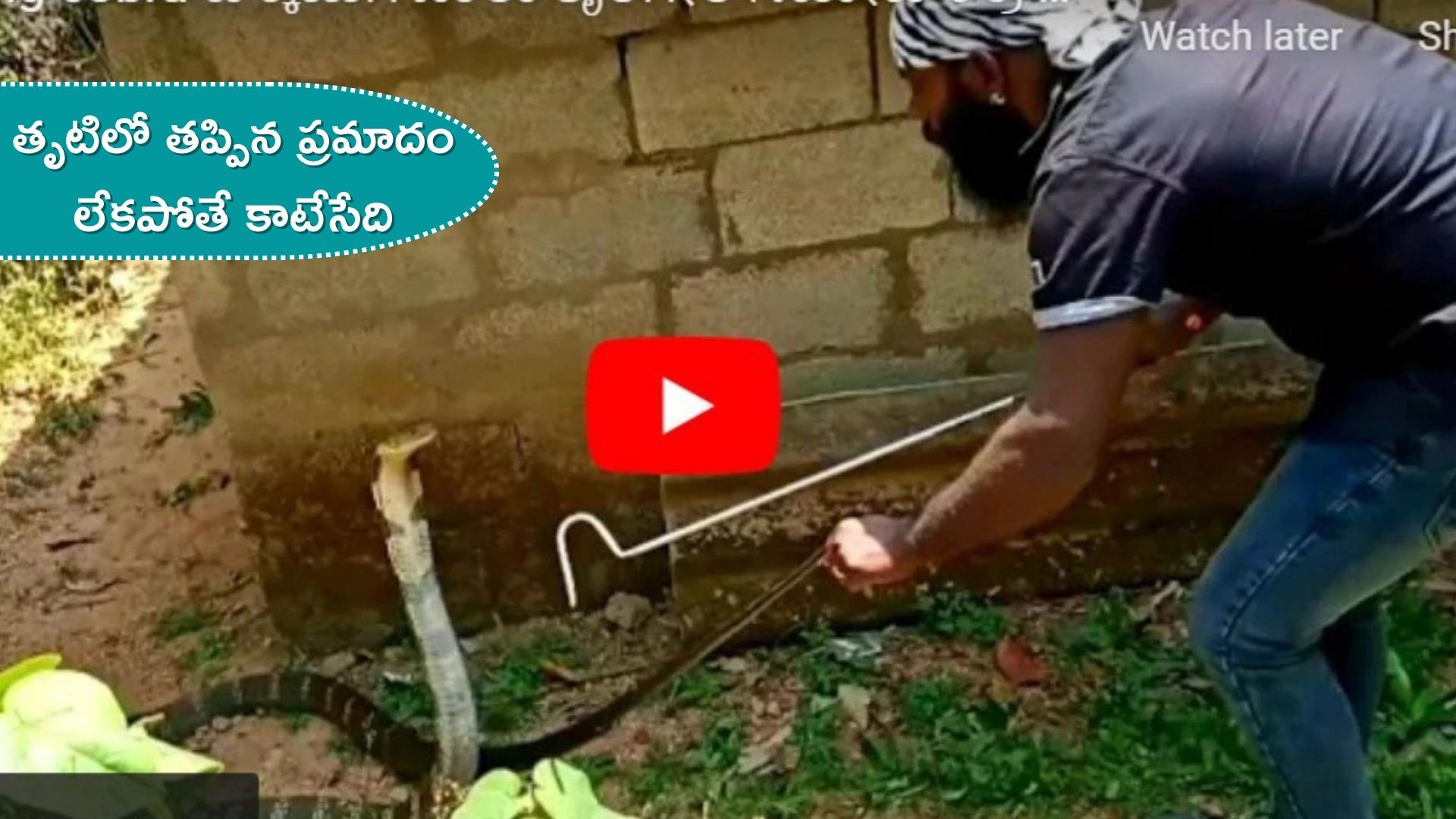 King Cobra Man Viral Video: Snake Catcher Arjun Caught 10 feet King ...