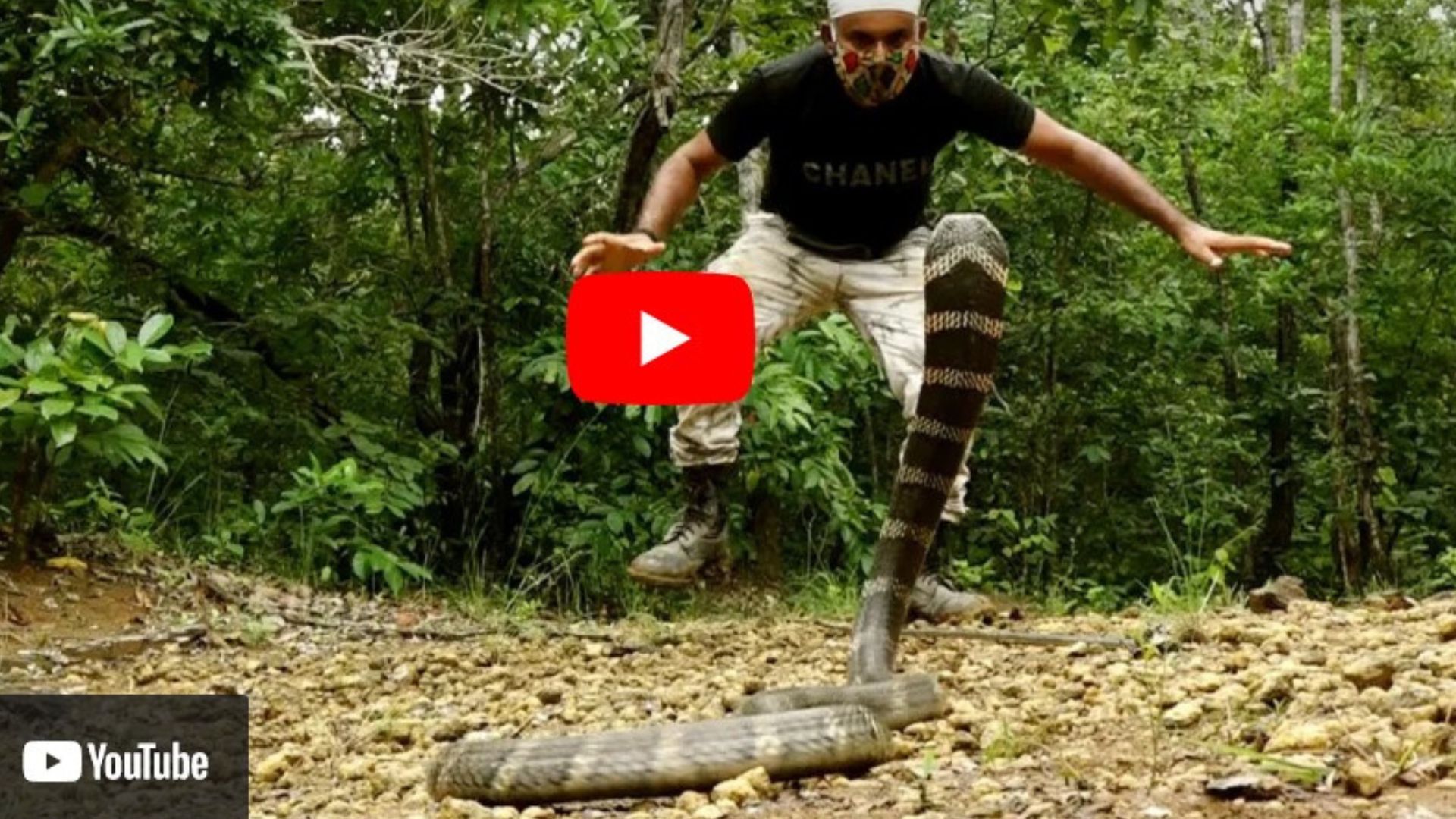 King Cobra Rescue Viral Video: Snake Catcher Mirza MD Arif Rescued ...