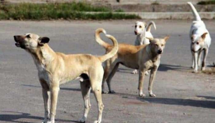 Street dogs fear in karala, 21 dead with dog byte and people are ...