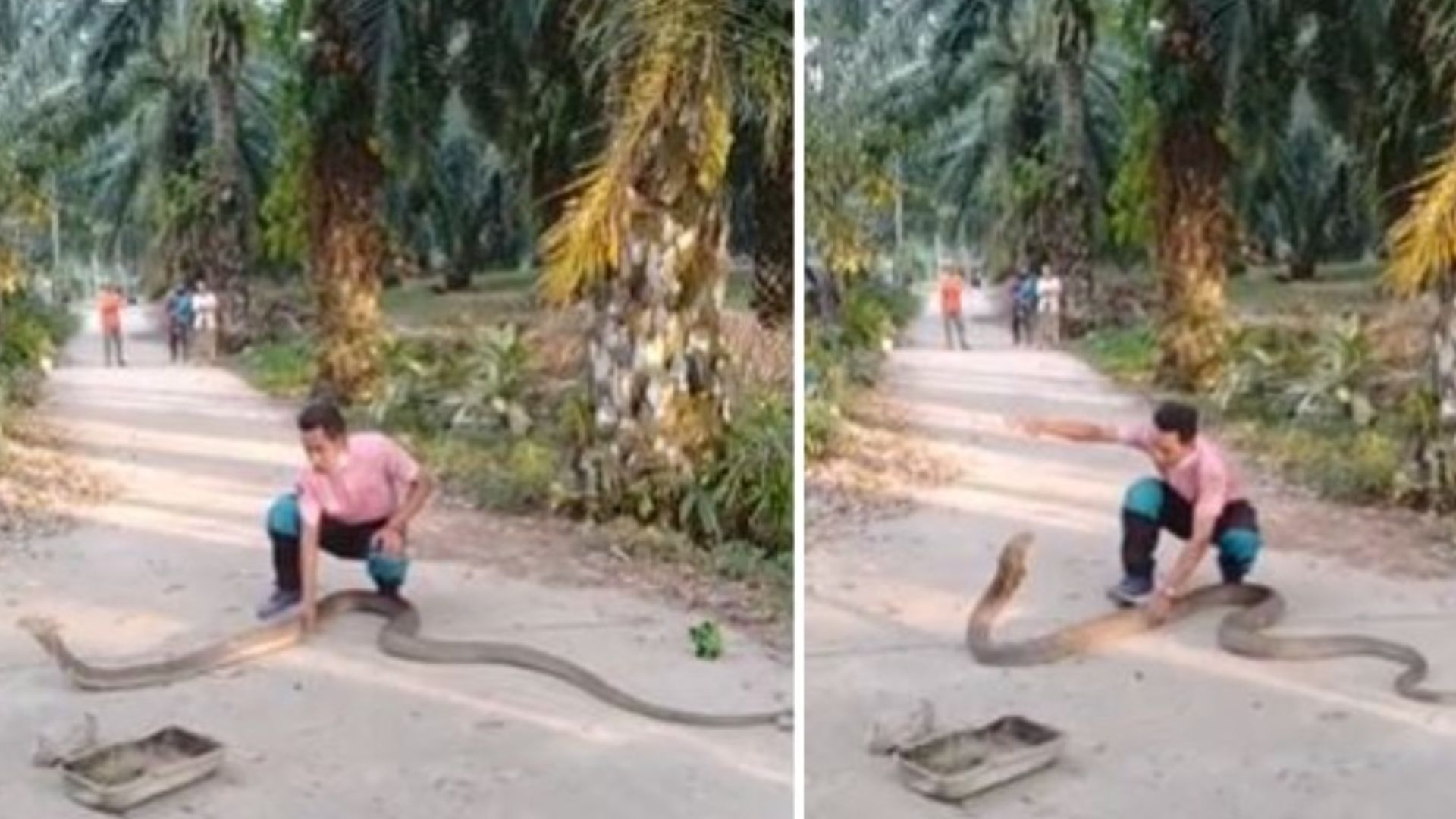 King Cobra Man Viral Video: Thailand Snake Catcher Sutee Naewhaad Grabs ...