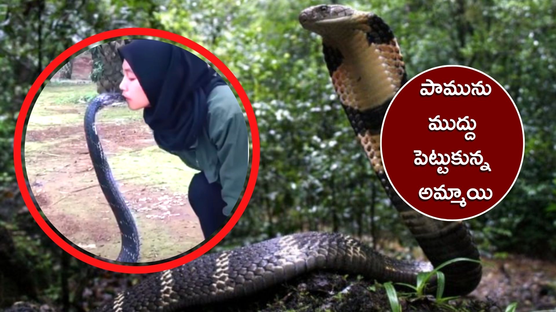 King Cobra Snake: Do You Know What Happened To The Girl Who Kissed ...